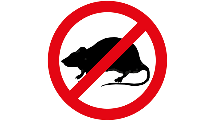 A la découverte du rat en ville | Ville de Lyon